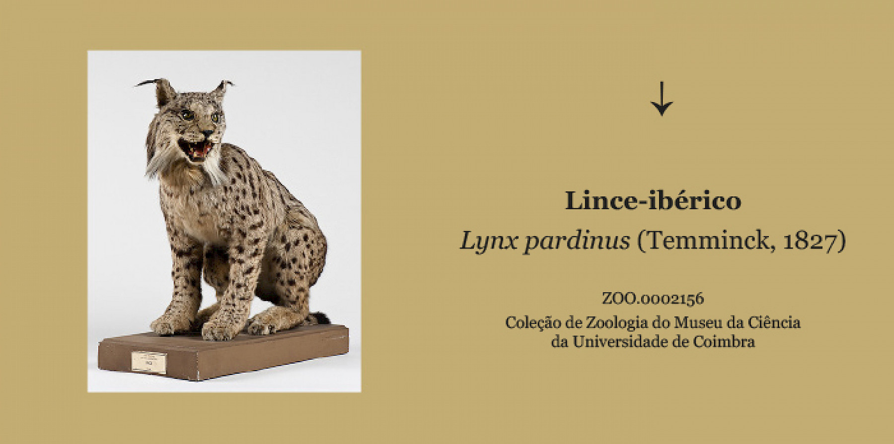 Lince-ibérico