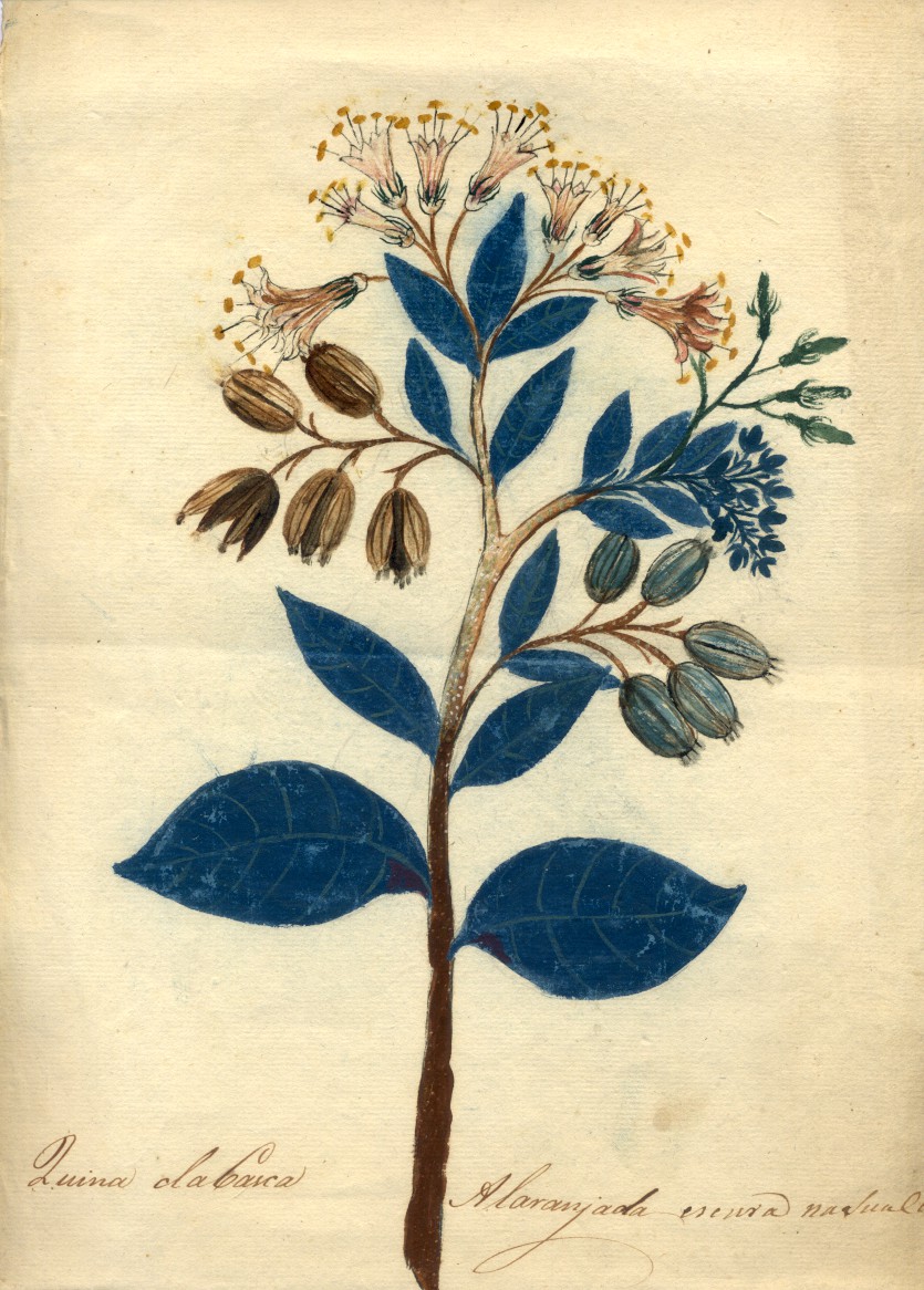 A descoberta da Quina e o seu uso terapêutico