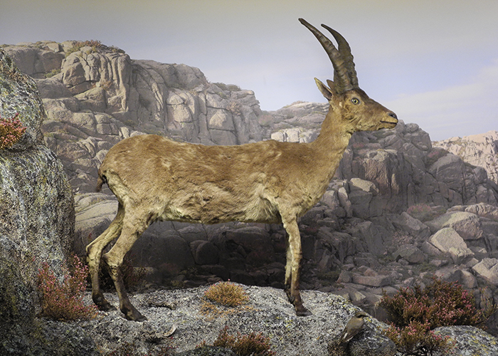 Sons: das “Cabras” ao Nhacatangali