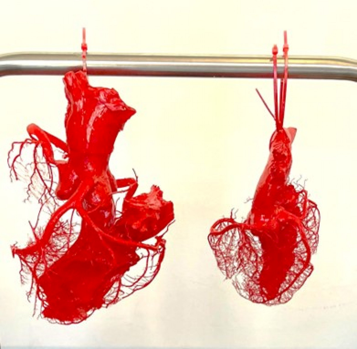 DBIOrgans – Different Perspectives of Internal Body Organs